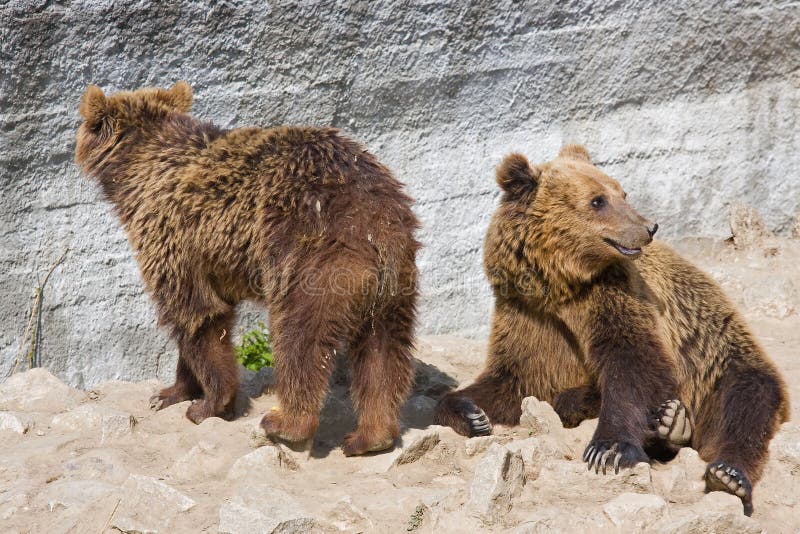 Two bears stock image. Image of beast, mammals, animal - 4798119