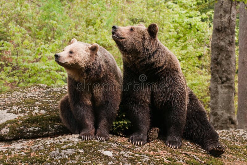 Two Bears Fighting in Their Habitat Stock Photo - Image of biting ...