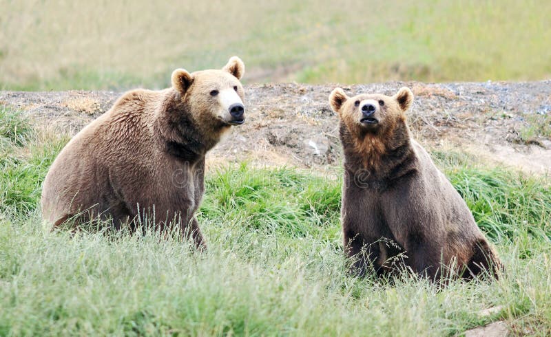 Two Bears in Field stock photo. Image of grass, omnivore - 15363704