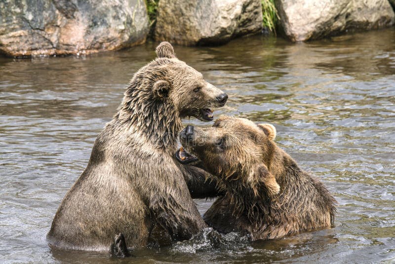 Two Bears Fighting in a River Stock Image - Image of grizzly, natural ...