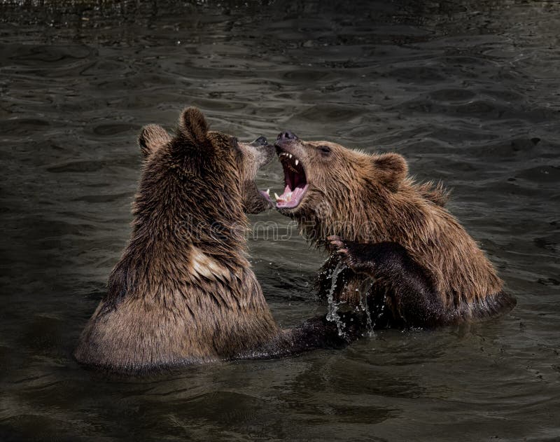 Two Bears are Fighting in the Water on a Dark Background Stock Image ...