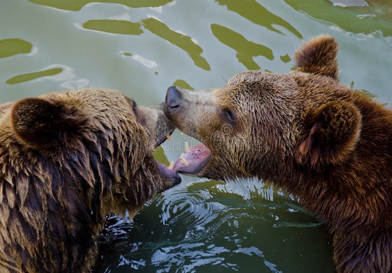 Two bears stock image. Image of quarrel, play, bear, adult - 67539989