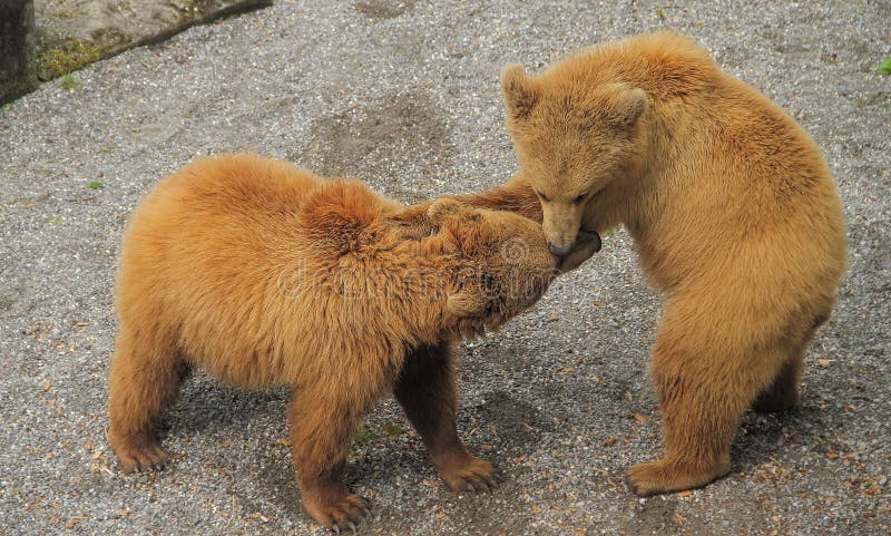Two Bears Having Fun Playing Each Other Stock Photos - Free & Royalty ...