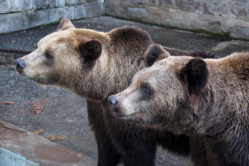 Two bears. stock photo. Image of bears, animals, brown - 55781730