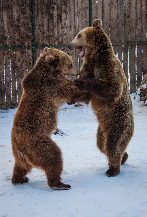 Two bears playing stock photo. Image of dancing, interesting - 24808134