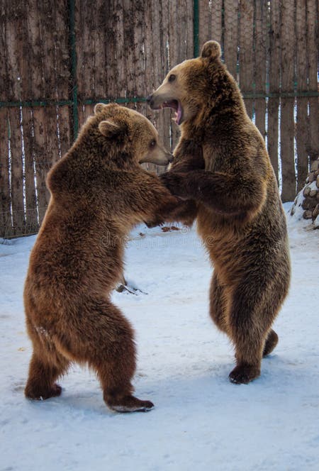 Two bears playing stock photo. Image of dancing, interesting - 24808134