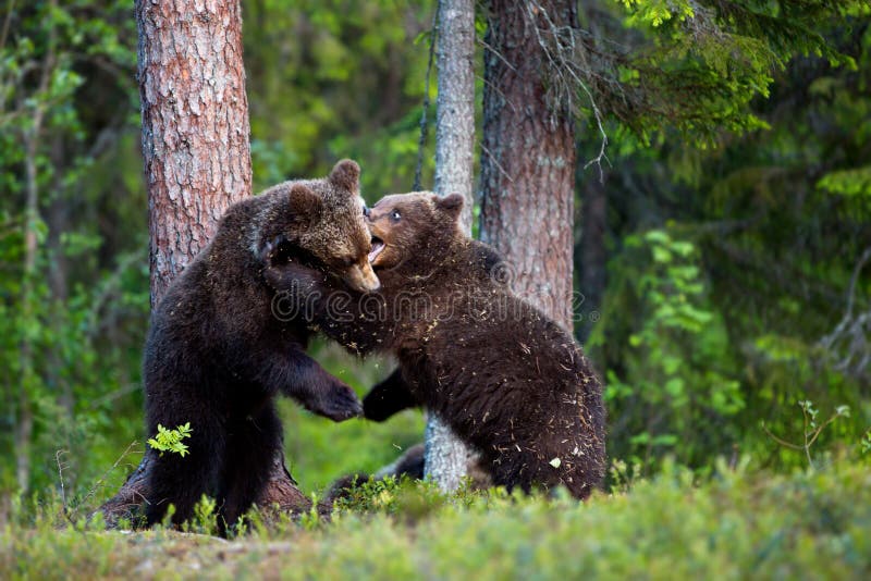Two Bears Playing with Each Other White Standing Next To Trees in a ...