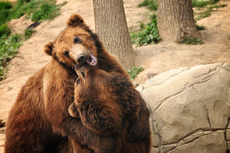 Two bears playing stock photo. Image of foot, feet, mother - 40504766