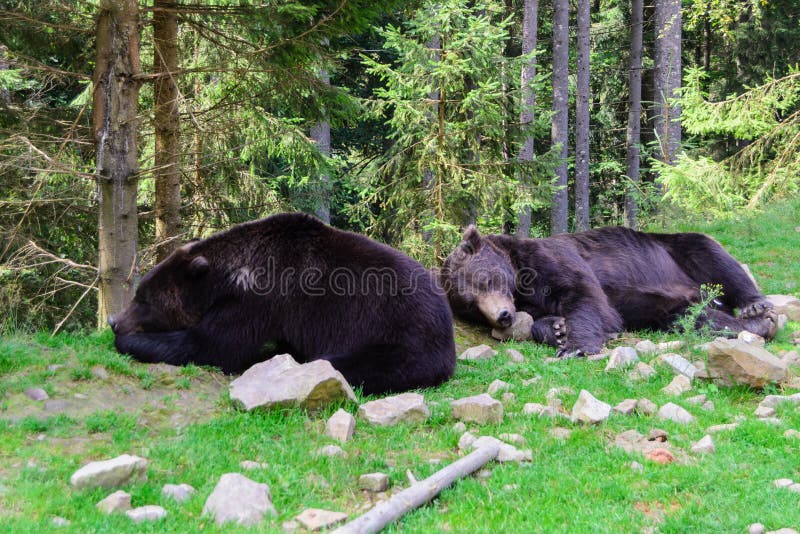 Two Bears Relaxing in Forest Stock Image - Image of wild, relax: 93701313