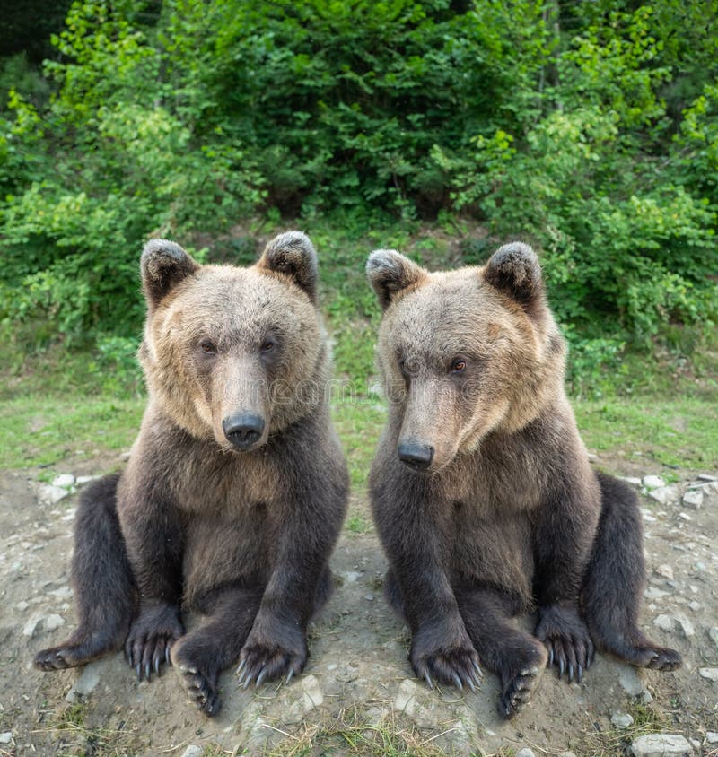 Two Bears are Sitting in a Clearing in the Forest Stock Image - Image ...
