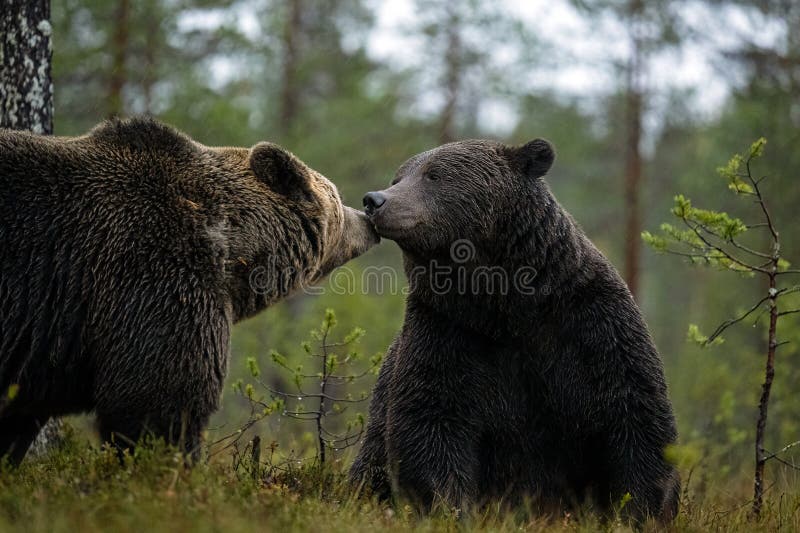 Two Bears Sniffing Each Other, Friendly Moment, Bear Kiss Stock Image - Image of danger ...