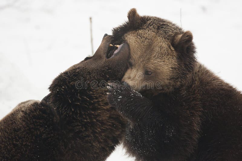 Two bears stock photo. Image of animal, arctos, male - 56989890