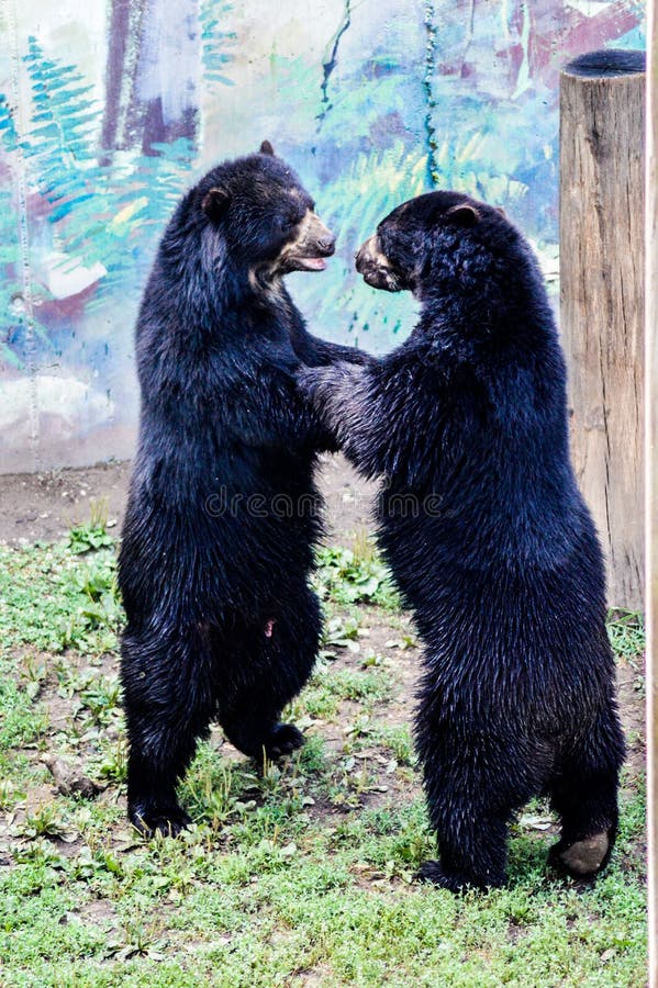 Two Bears Standing on Their Feet, Fighting. Stock Photo - Image of ...
