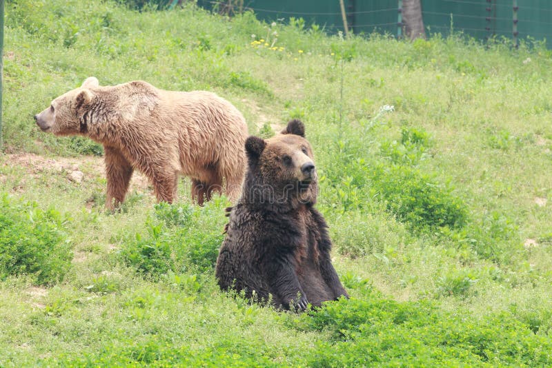 Two bears stock image. Image of species, standing, furry - 53488883