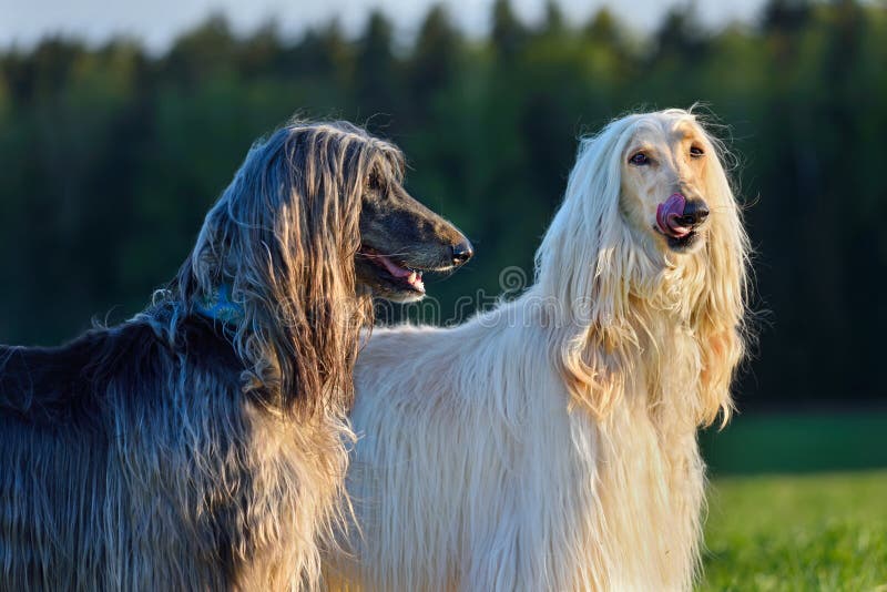 Two Beautiful Afghan Hound Dogs Stock Image - Image of borzoi, breed ...