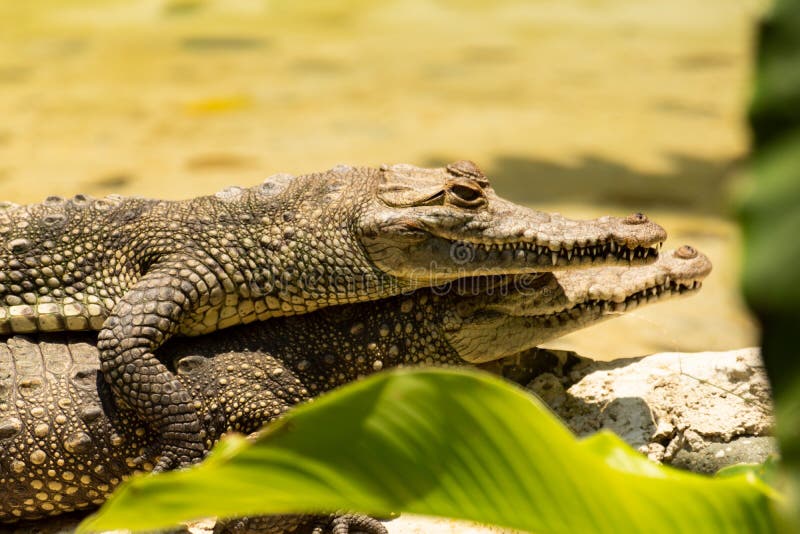 Two Beautiful Alligators Taking the Sun and Resting Stock Image - Image ...