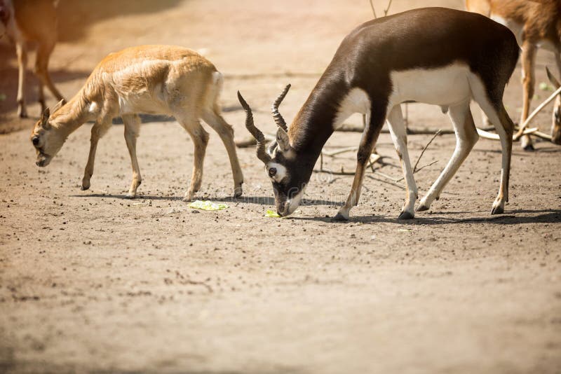 Two beautiful antelope stock photo. Image of environment - 40822206