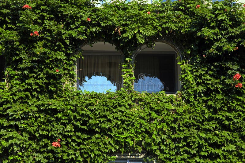 Two Beautiful Arch Windows with Green Ivy Wall, Greece Stock Photo ...