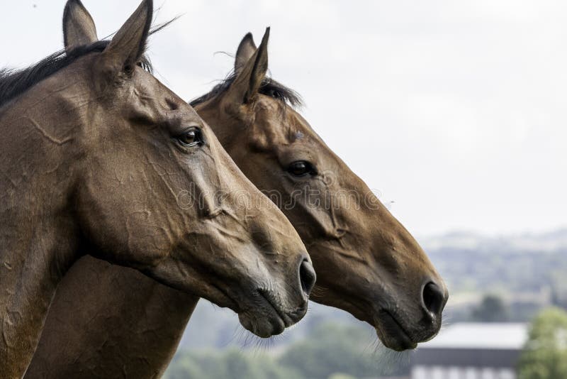 Two Beautiful Bay Horses in Profile Stock Photo - Image of countrysiden ...