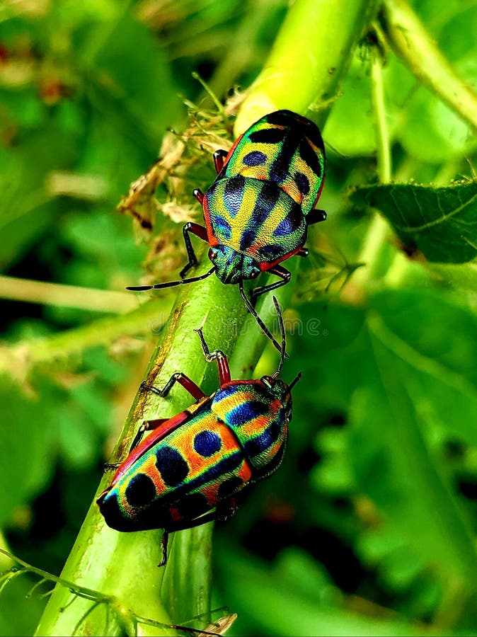 Two Beautiful Beetle on a Plant Stock Photo - Image of beautiful ...