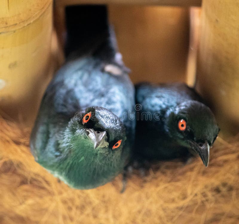 Two Beautiful Birds Looking at Camera Stock Image - Image of nest, blue ...