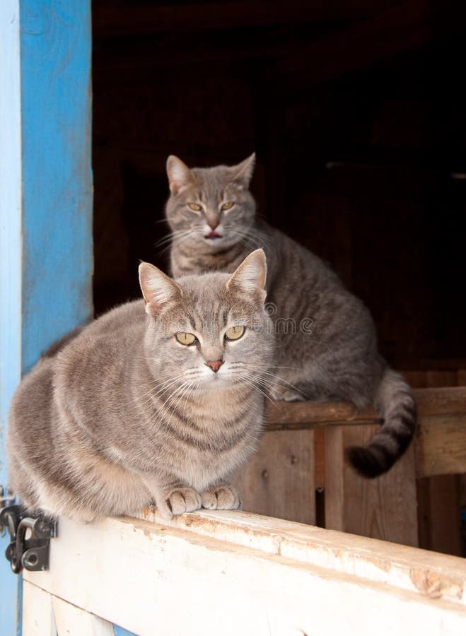 Two Beautiful Blue Tabby Cats Stock Photo - Image of daylight, matching ...