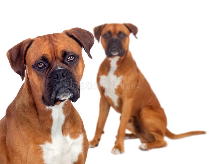 Beautiful boxer dog lying stock image. Image of eyes - 95424905