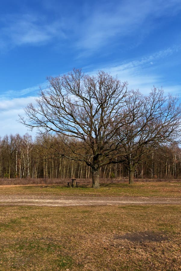 Two Beautiful Branched Trees at the Edge of the Forest. Spring ...