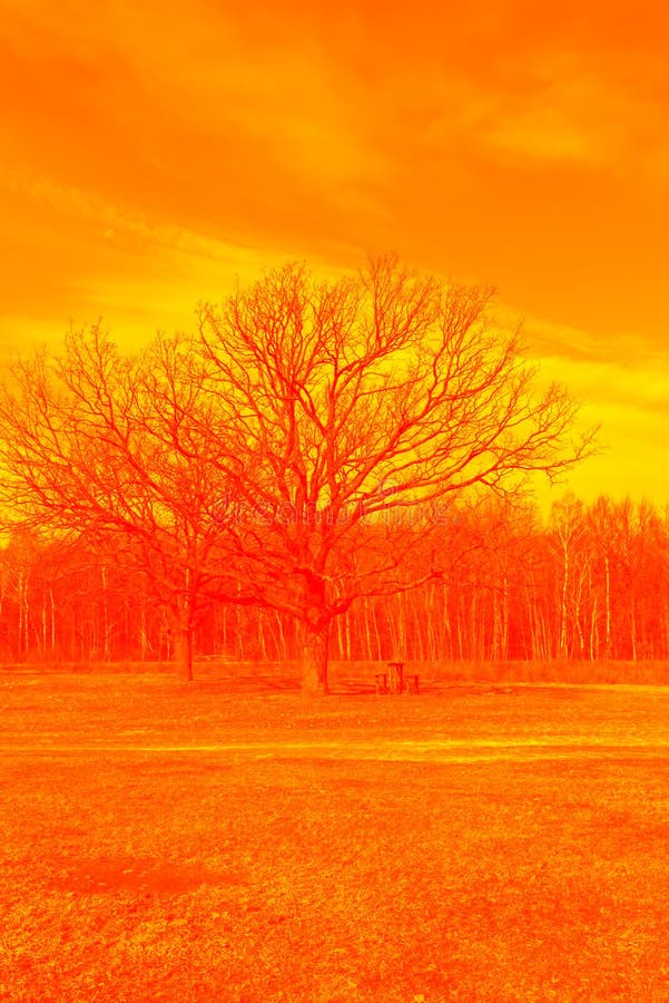 Two Beautiful Branched Trees Edge Forest Spring Landscape Orange Toning ...