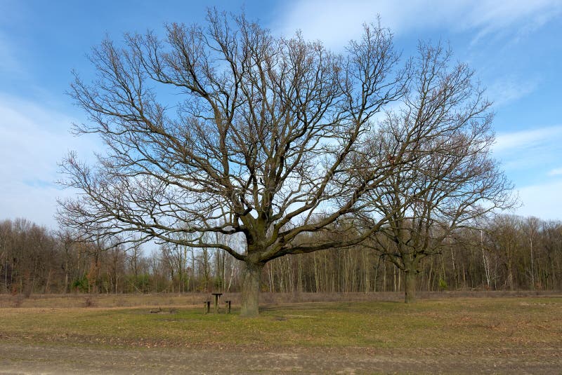 Two Beautiful Branched Trees at the Edge of the Forest. Spring ...