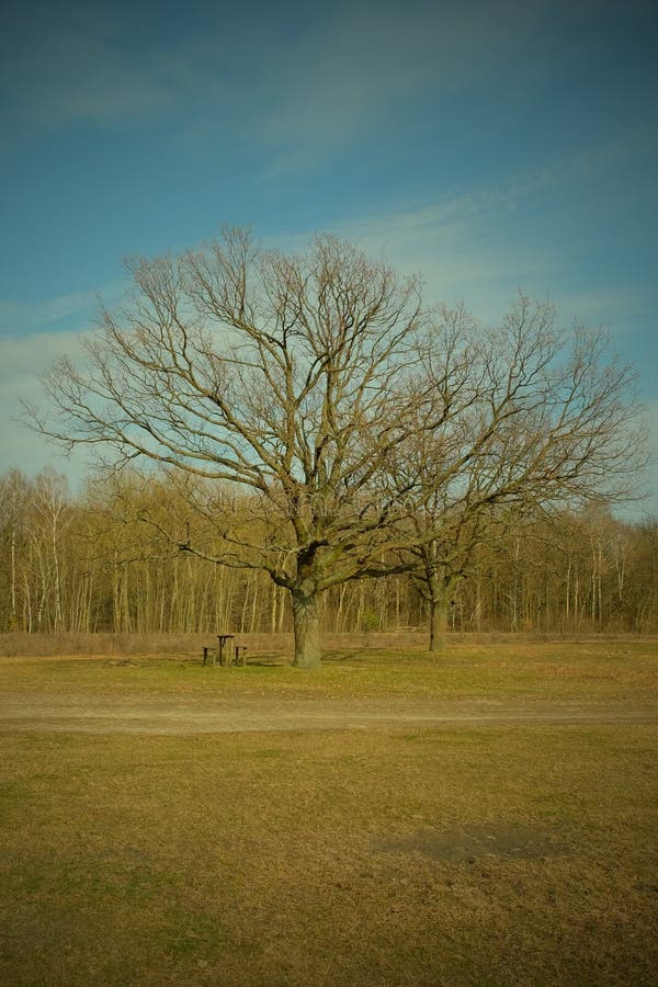 Two Beautiful Branched Trees at the Edge of the Forest. Spring ...