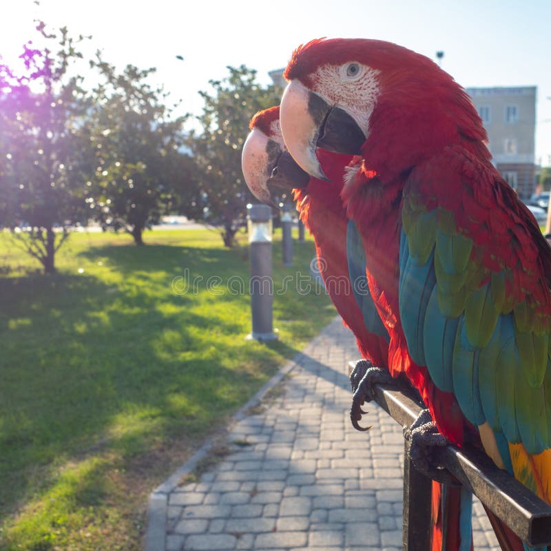 Two Beautiful Bright Macaw Parrots, Parrots on the Street Stock Photo ...