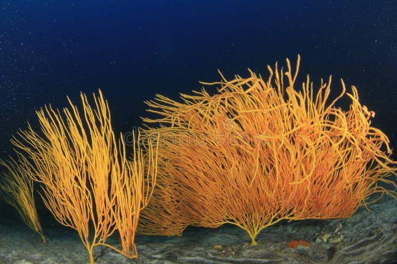 Two Beautiful Bright Yellow Gorgonians on the Atlantic Seabed Stock ...