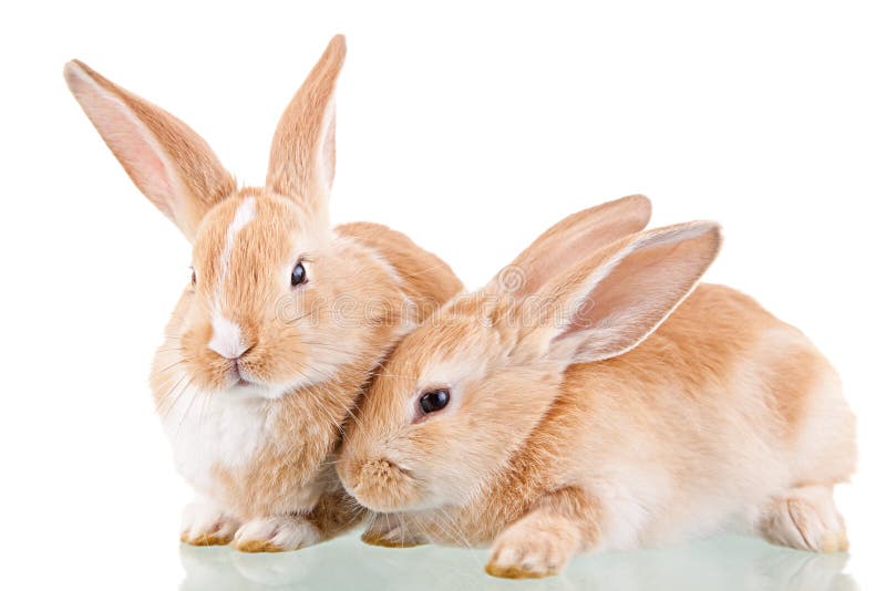 Two beautiful bunnies stock image. Image of isolated - 13615195