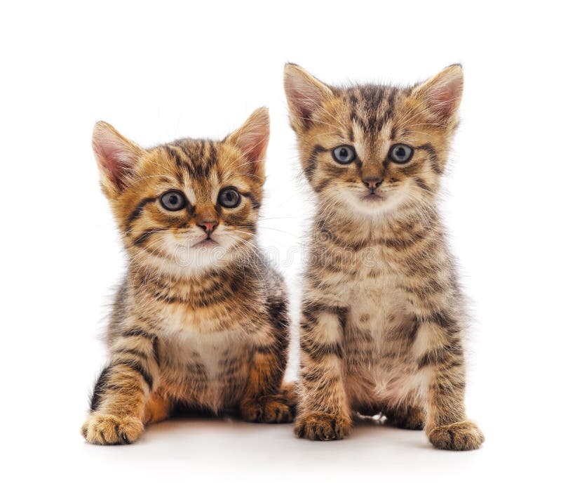 Two beautiful cats stock photo. Image of small, friendship - 193016594