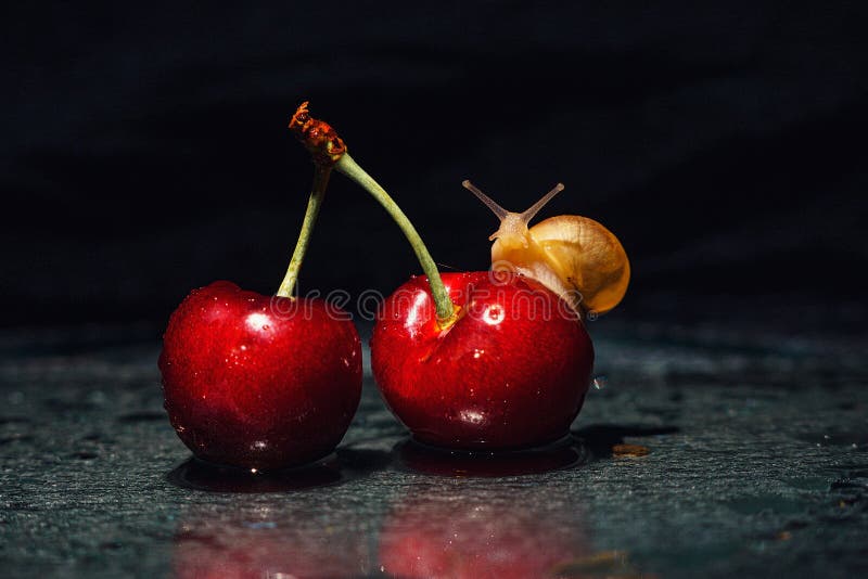 Miniature snail and cherry stock photo. Image of sitting - 189616800