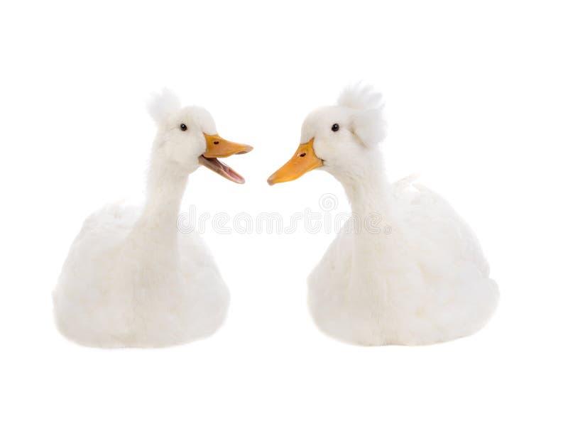 22,909 White Duck Isolated Photos - Free & Royalty-Free Stock Photos ...