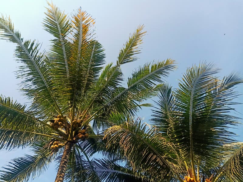 Beautiful Coconut Tree With Sky Backgound. Nature Landscape Backgound ...