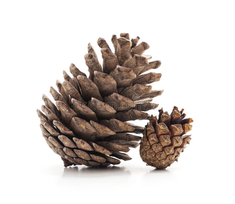 Two beautiful cones stock photo. Image of pinecone, healthy - 199191840