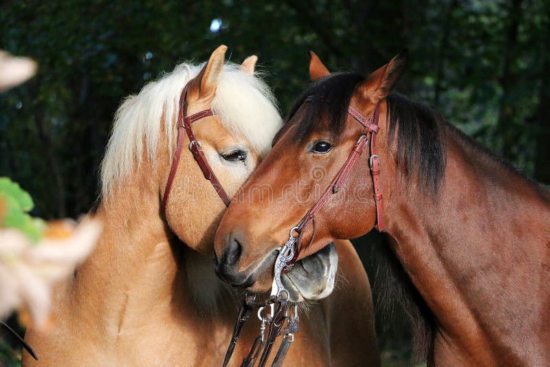 Lovely cuddling horses stock photo. Image of love, black - 135058782