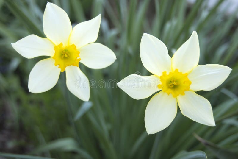 Two beautiful daffodils stock photo. Image of white - 179641752