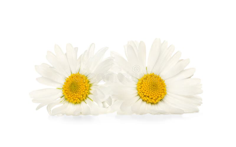 Two Beautiful Daisy Flowers on White Background Stock Image - Image of ...