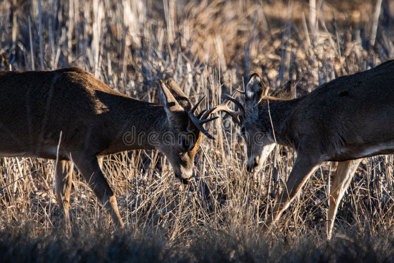 Beautiful Deer Fighting in a Field Stock Photo - Image of detail ...