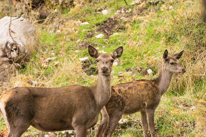 Two Beautiful Deer at Parnitha Mountain in Greece. Stock Image - Image ...