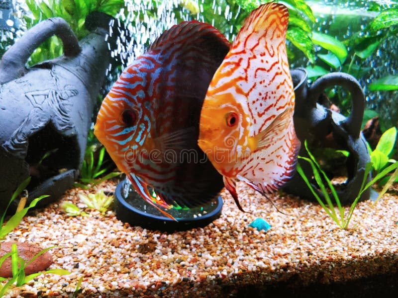 Betta Fish Wallpaper Hd 4k Stock Photos - Free & Royalty-Free Stock ...