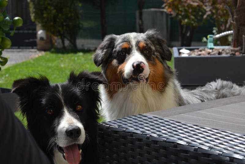 Two Beautiful Dogs with Different and Unique Patterns on the Fur Stock ...