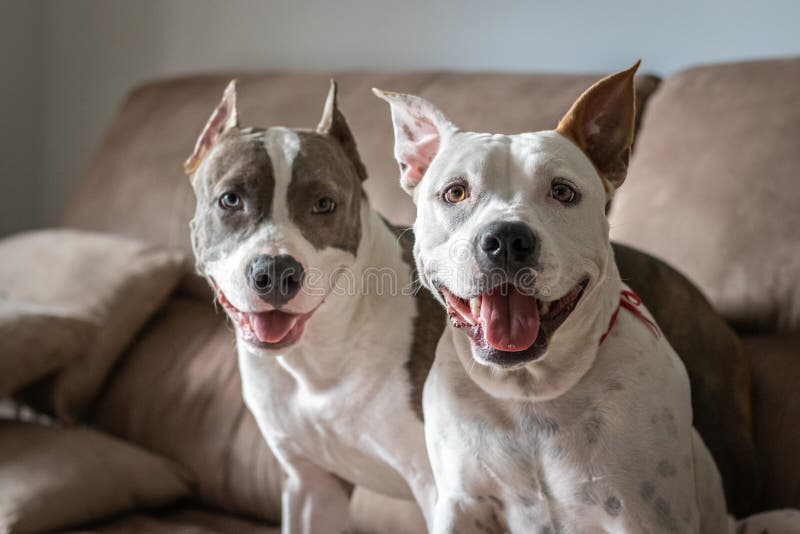 Two Beautiful Dogs Sitting on the Sofa Smiling Stock Photo - Image of ...