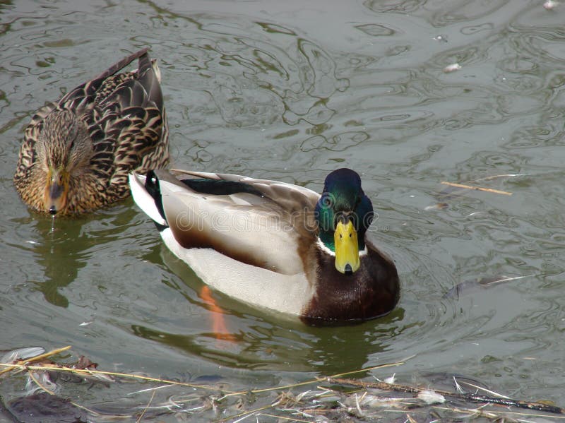 Two Beautiful Ducks in Early Spring Stock Image - Image of duck, early ...