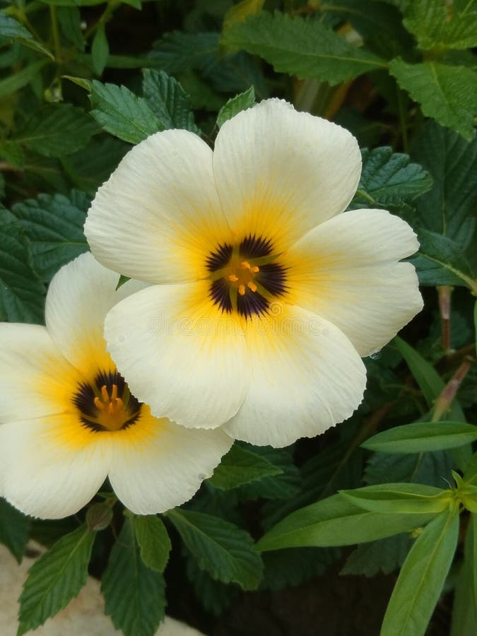 Beautiful Eight O Clock Flowers Stock Photos - Free & Royalty-Free ...