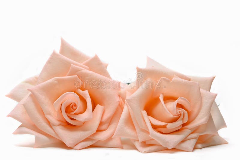Two Beautiful Flower Rose Gold Color on White Background Stock Photo ...